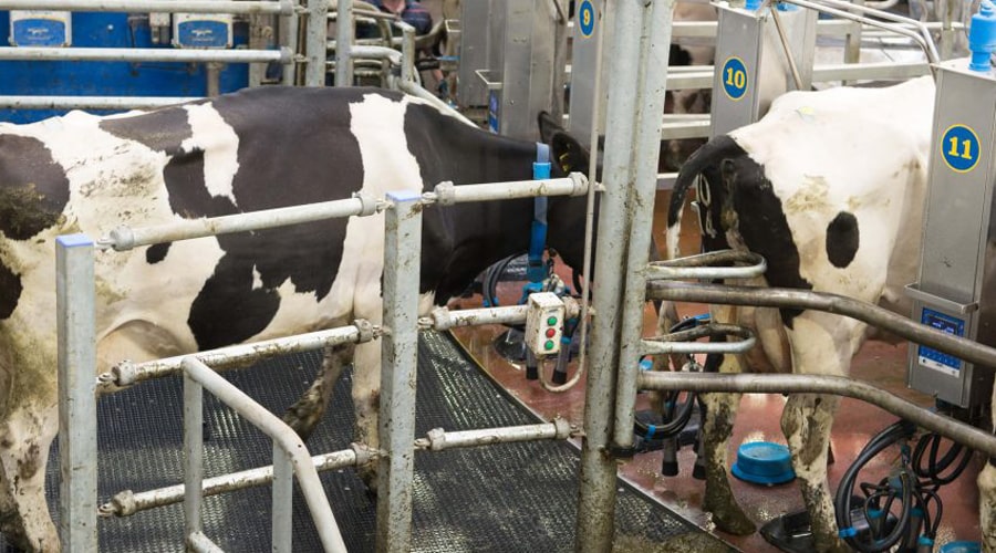 Increased Cow Comfort In The Parlor Area - Easyfix USA - Easyfix