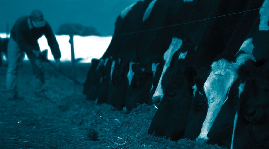 Novus economic benefits of improved cow comfort - Easyfix USA - Easyfix
