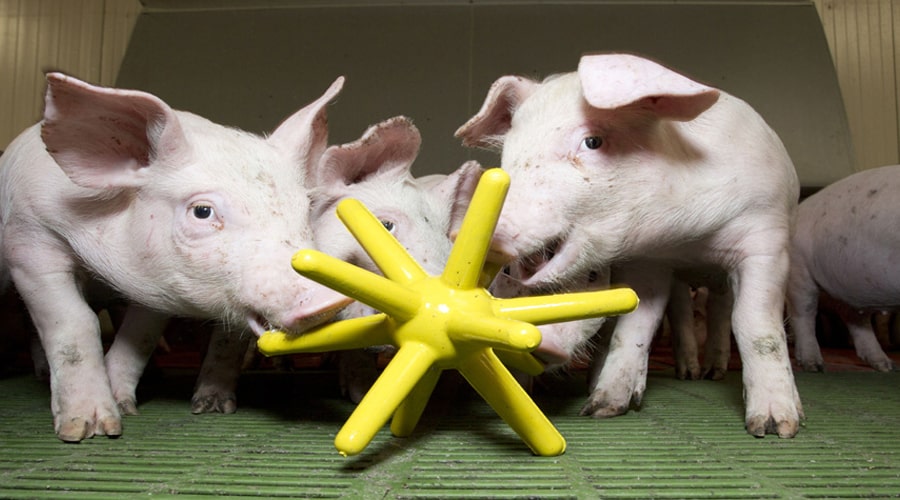 A new floor based rubber device improves pig welfare! - Easyfix USA ...