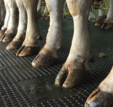 Cow Mat | Rubber Mats for Cattle | EASYFIX