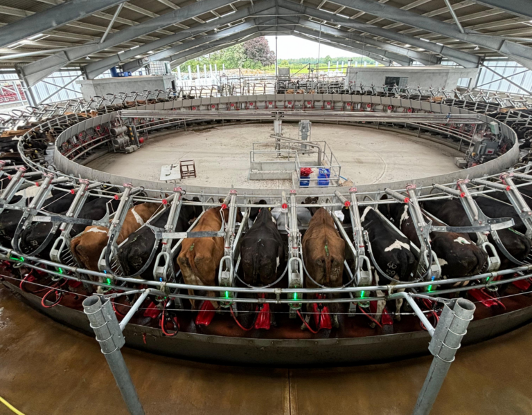Parlour Matting: A Simple Step Towards Safer Milking - Easyfix Ireland ...