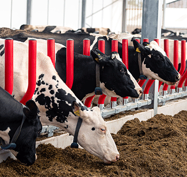 Flexible Feed Rail | Feeding System for Cows | EASYFIX USA