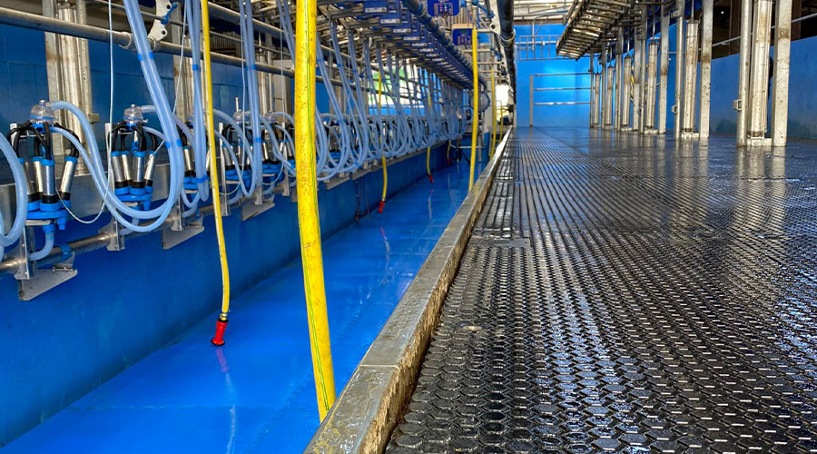 How to improve Comfort in your Milking Parlor - Easyfix USA - Easyfix