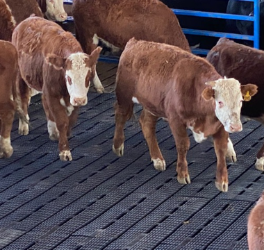 Premium Slat Rubber - Easyfix USA - Easyfix